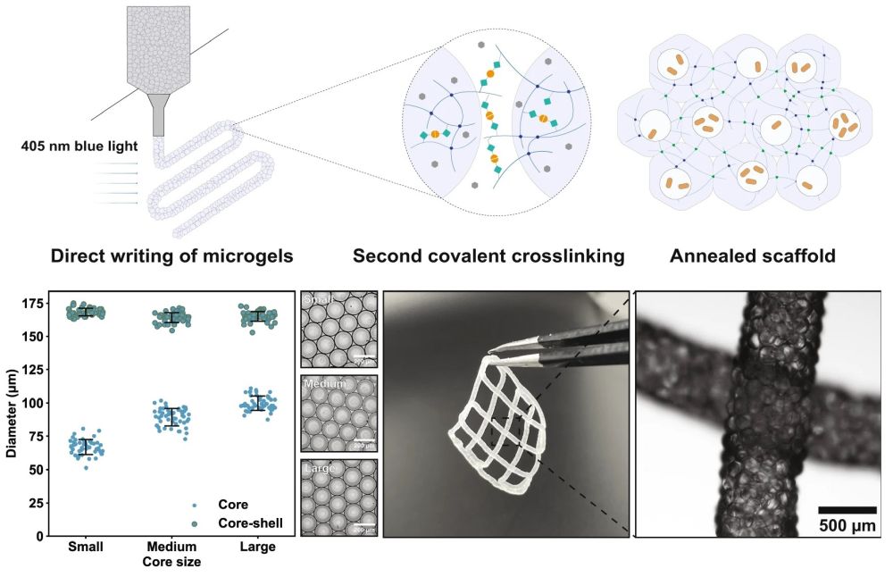 Droplet Microfluidic Bioprinting Of Living Materials Ufluidix