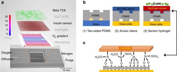 Microfluidic Spatiotemporal Detection of β-cells Secretions