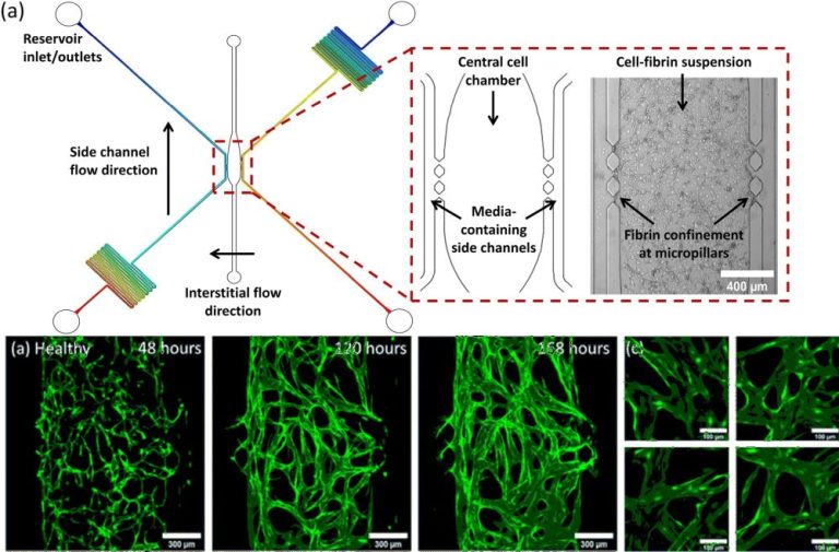 Microfluidic vasculature for studying tumor-associated properties