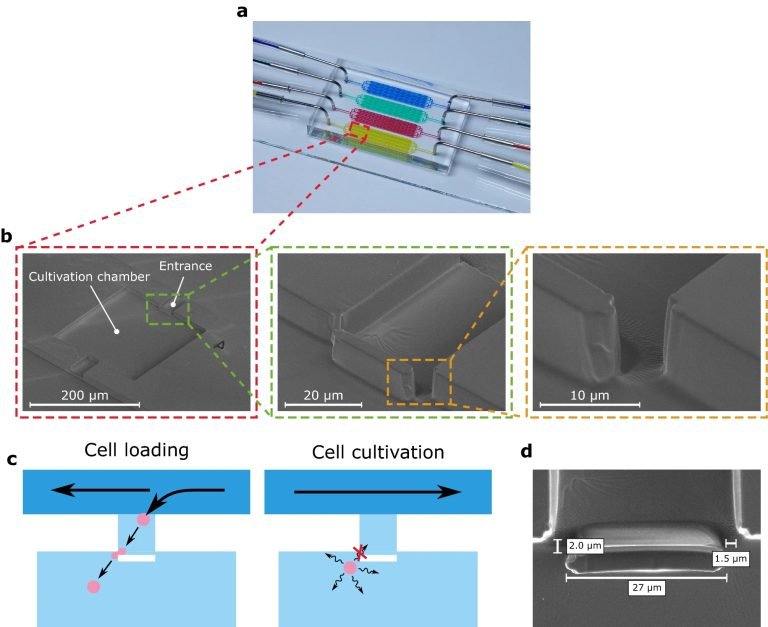 A novel cell retention concept for microfluidic single-cell cultivation