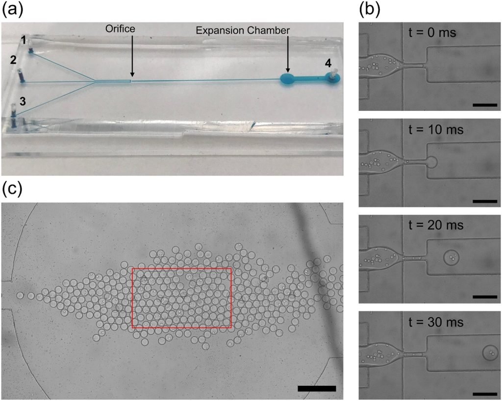 Streamlining cell encapsulation with AI and microfluidics