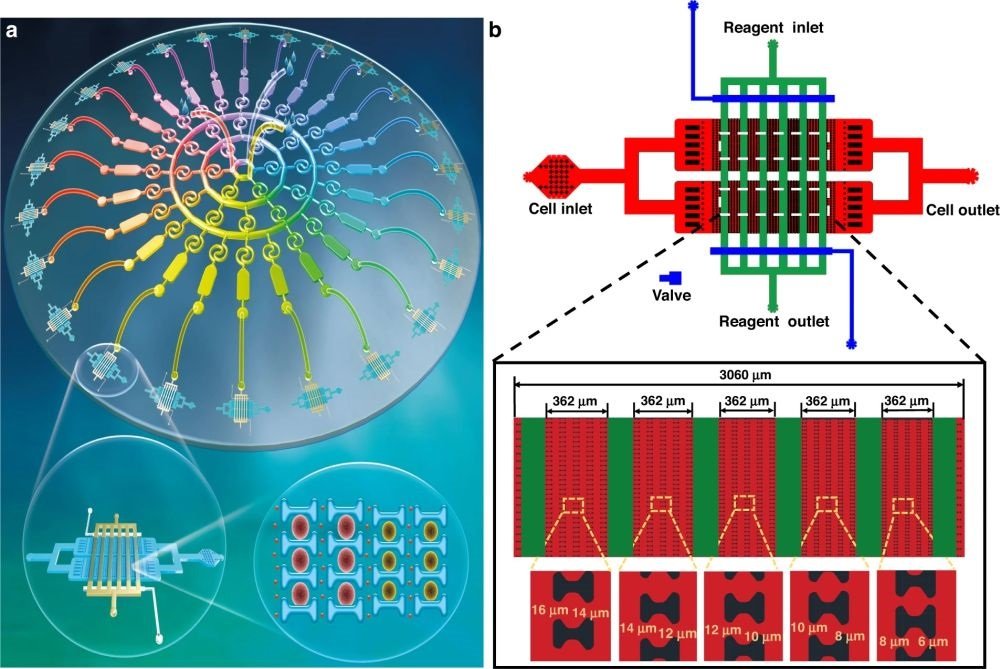 Microfluidic Device Offers New Way To Screen At Single Cell Level
