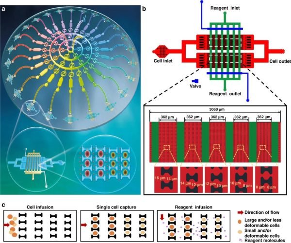 Microfluidic Device Offers New Way to Screen at Single-Cell Level