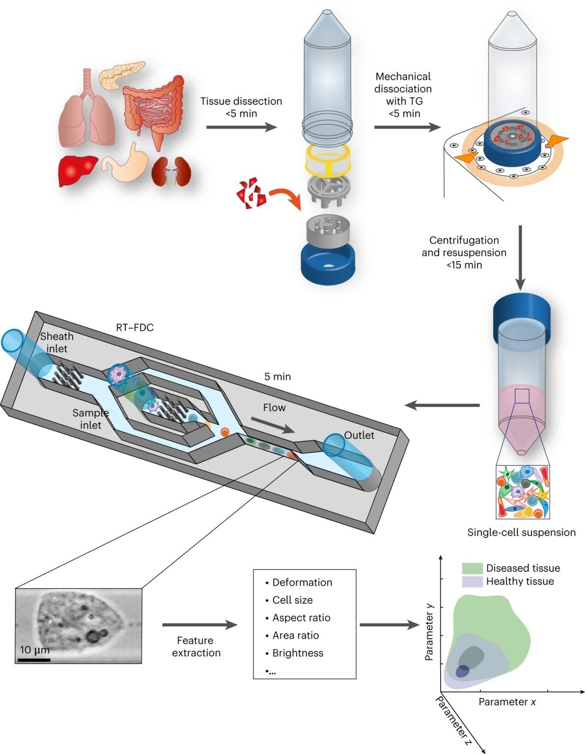 Unlocking Cellular Secrets: Microfluidic Single-Cell Phenotyping