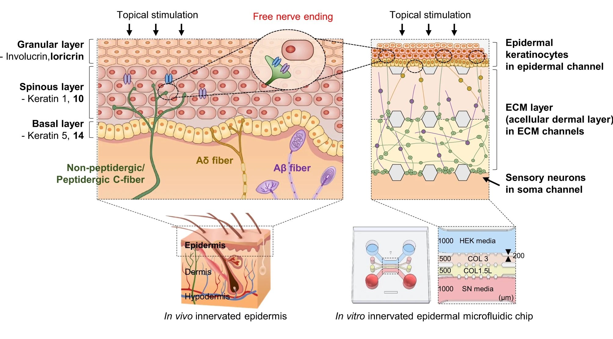 Sensory Neuron In Skin