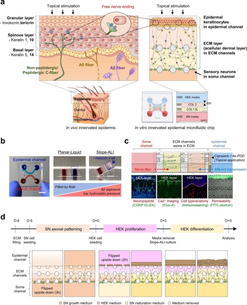 Microfluidics at the Forefront of Skin Research