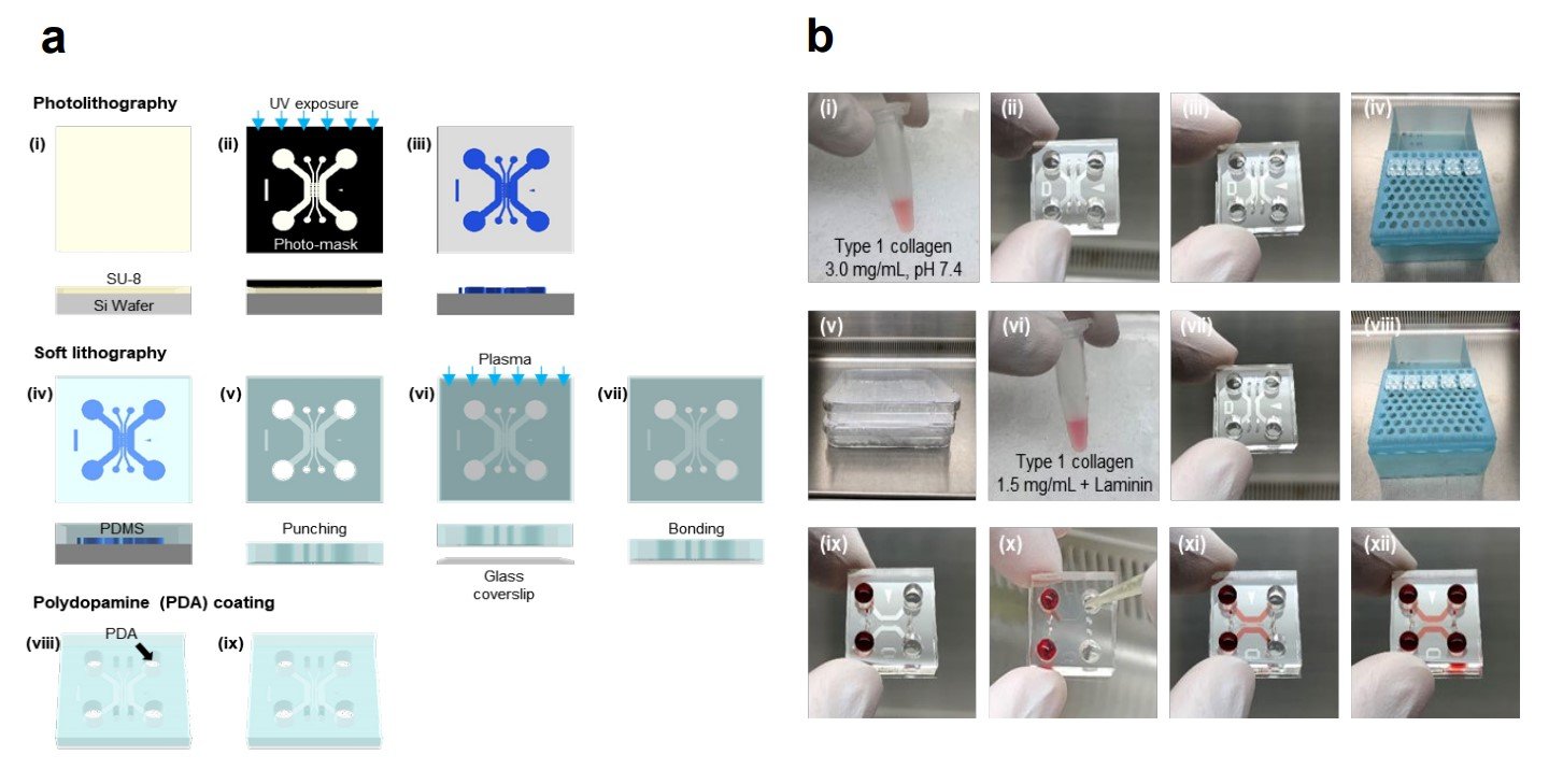 Microfluidics at the Forefront of Skin Research