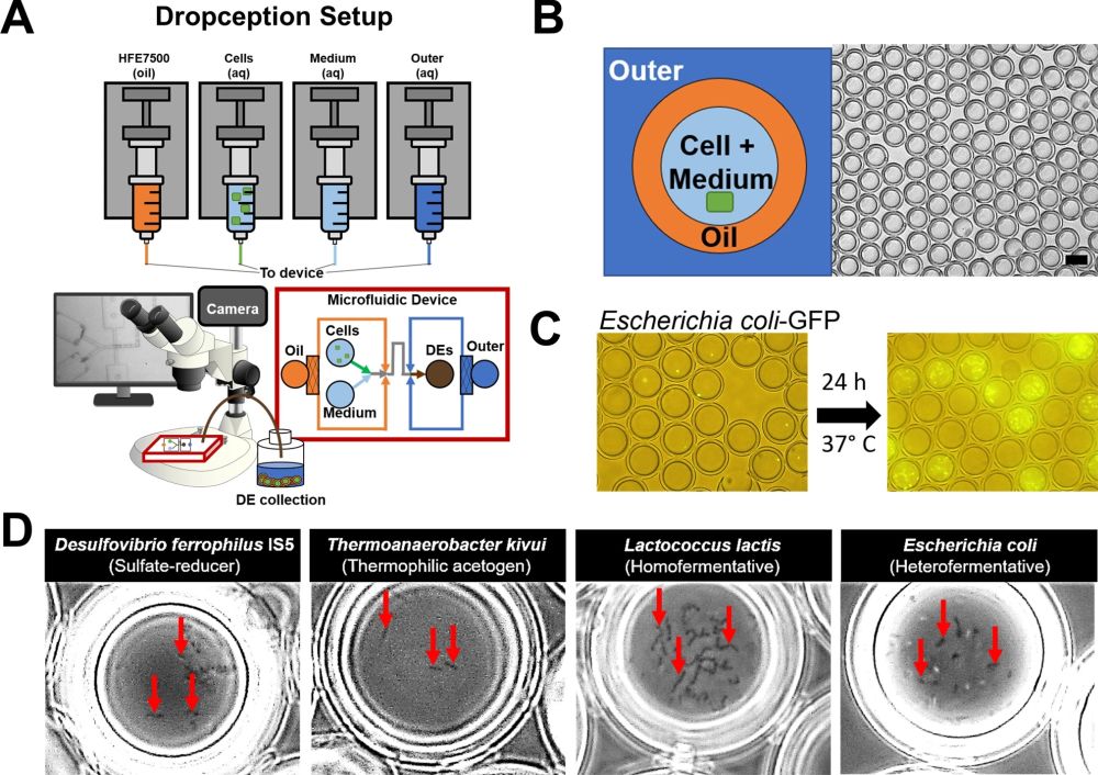 Cultivating Microbial Diversity with a Microfluidic Platform