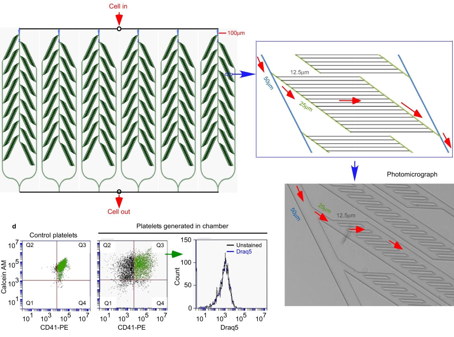 Insights from Lung Vasculature and Microfluidic Technology