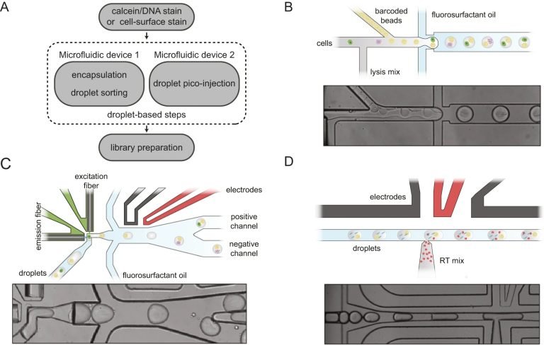 Microfluidic Innovations for Single-cell RNA Analysis