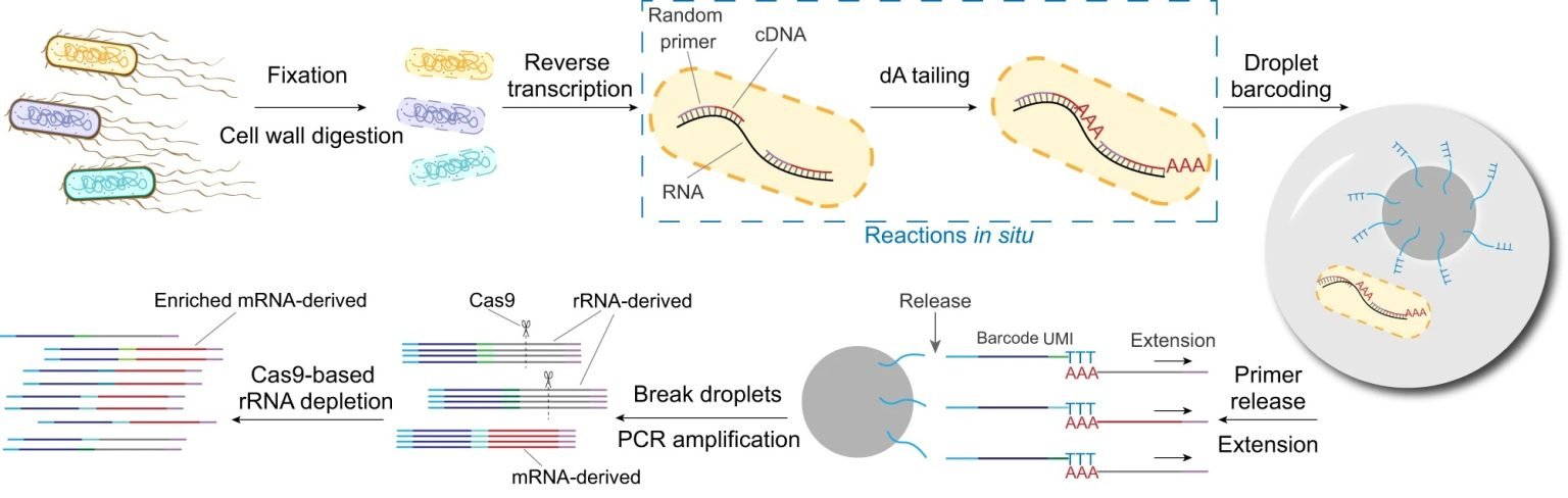 Decoding Bacterial Behavior with Microfluidics and Single-Cell Sequencing