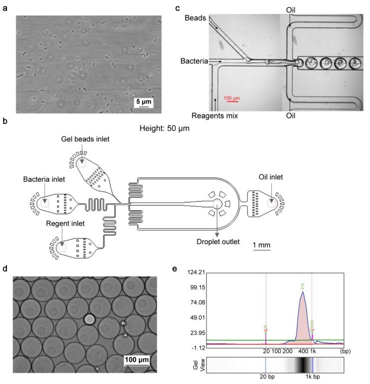 Decoding Bacterial Behavior with Microfluidics and Single-Cell Sequencing