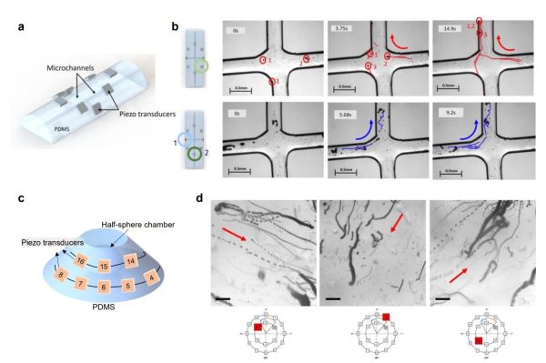 Navigating the Brain's Pathways: Ultrasound-Activated Microrobots Meet ...