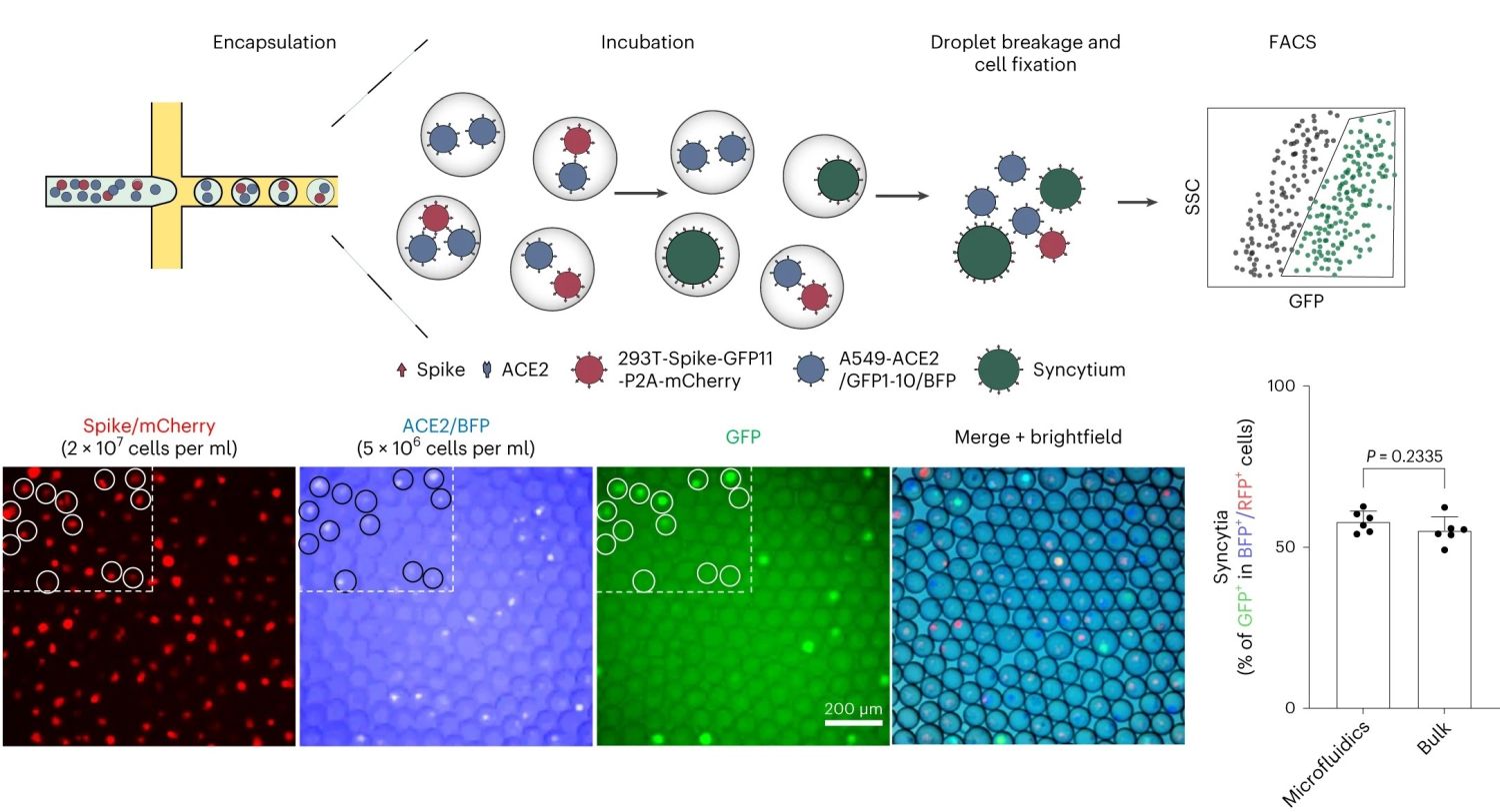 Microfluidics and CRISPR for Investigating Covid Spike Mechanisms