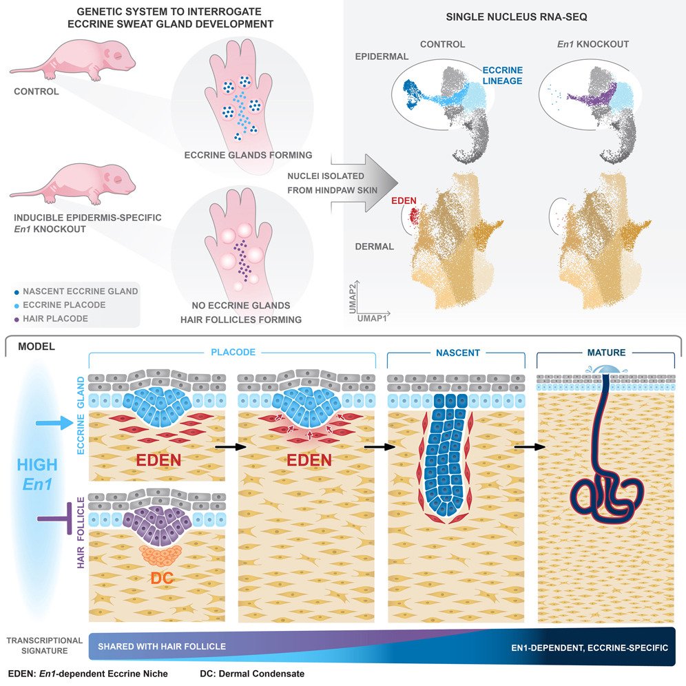 Study of Eccrine Sweat Gland Development Using Microfluidic Chips ...