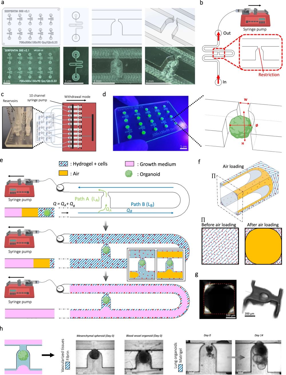 Integrating Functional Vascularized Organoids-on-Chip