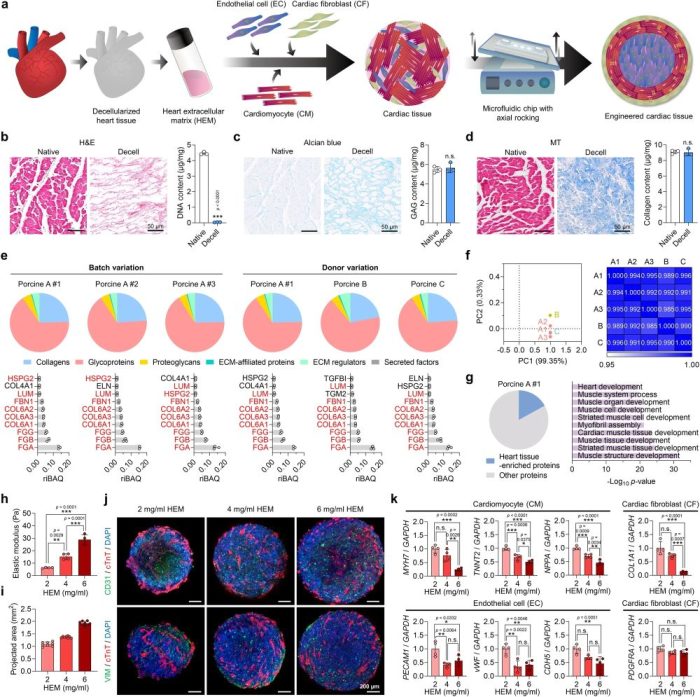 Advanced Cardiac Tissue Engineering: Microfluidic and Heart ECM