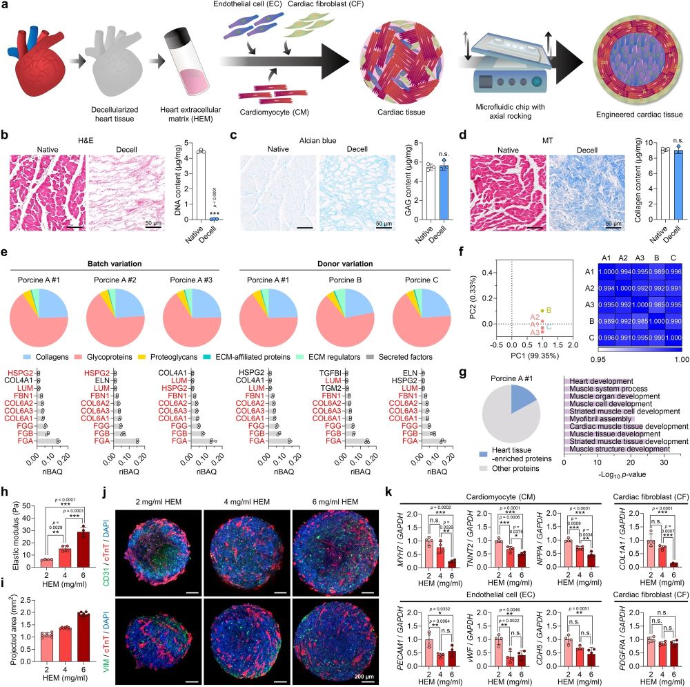 Advanced Cardiac Tissue Engineering: Microfluidic and Heart ECM