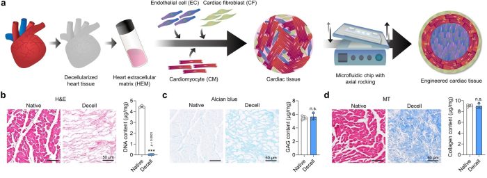 Advanced Cardiac Tissue Engineering: Microfluidic and Heart ECM