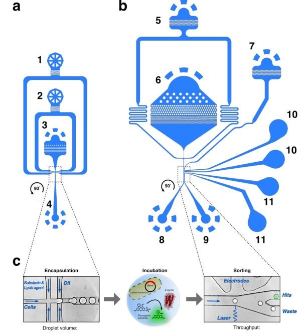 Droplet Microfluidics Enables Discovery of Novel Mini Proteins