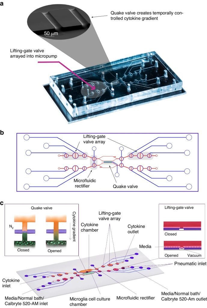 Microfluidic Platform for Monitoring Microglial Dynamics in ...