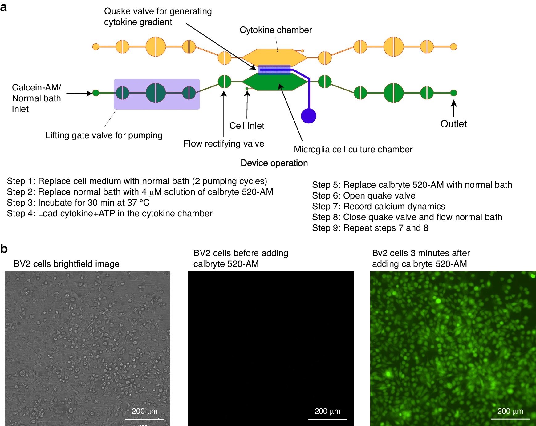 Microfluidic Platform For Monitoring Microglial Dynamics In