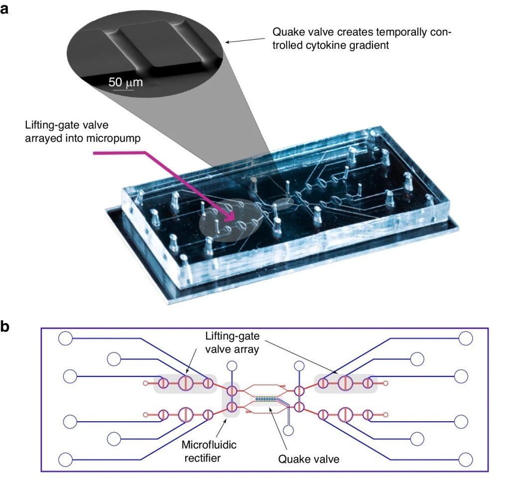 Microfluidic Platform for Monitoring Microglial Dynamics in ...