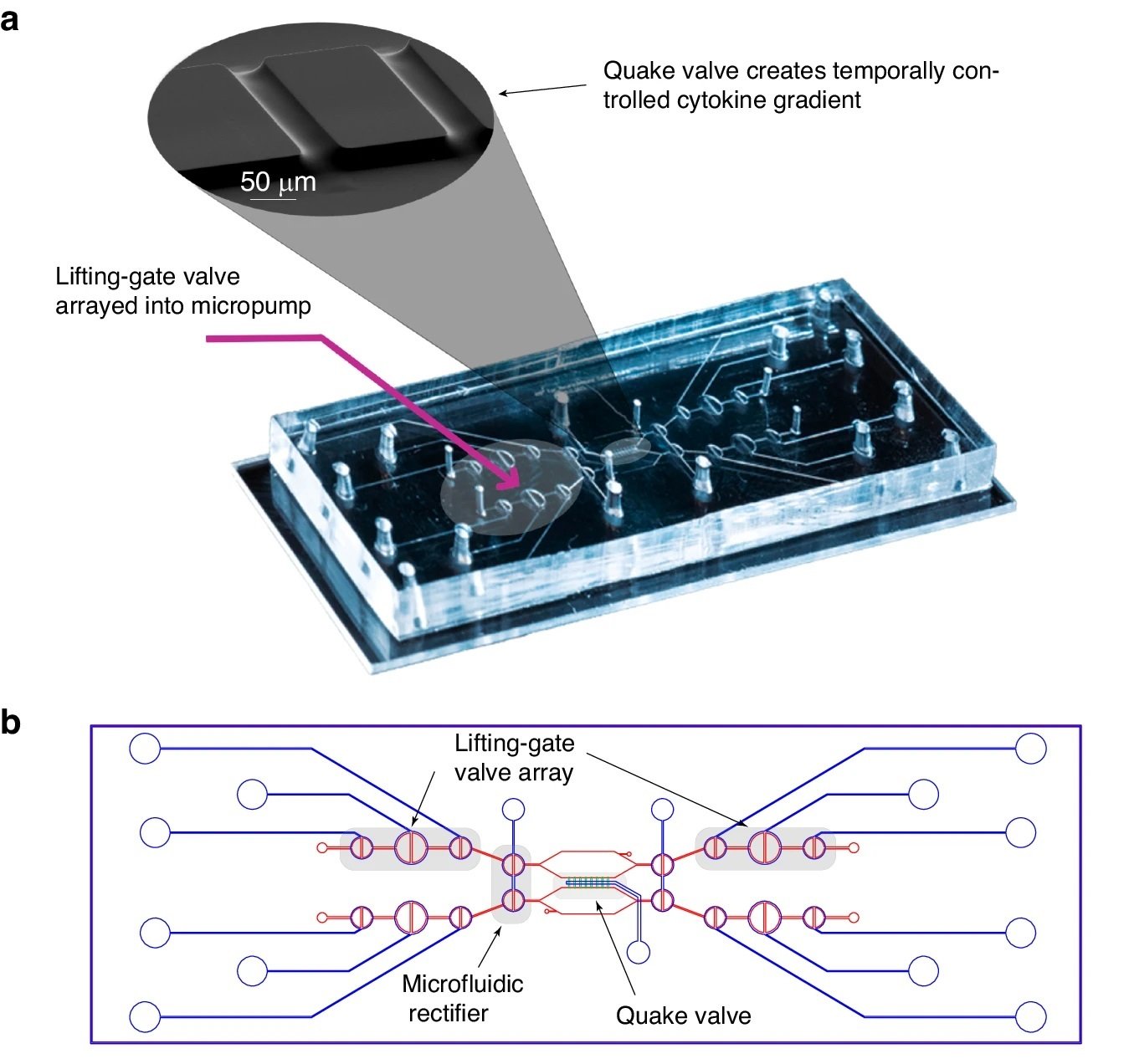 Microfluidic Platform For Monitoring Microglial Dynamics In