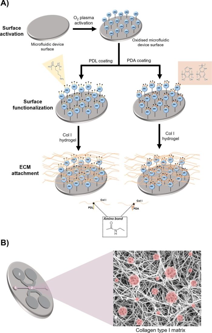 Stability of Tumor-on-a-Chip Models with Polydopamine Coating