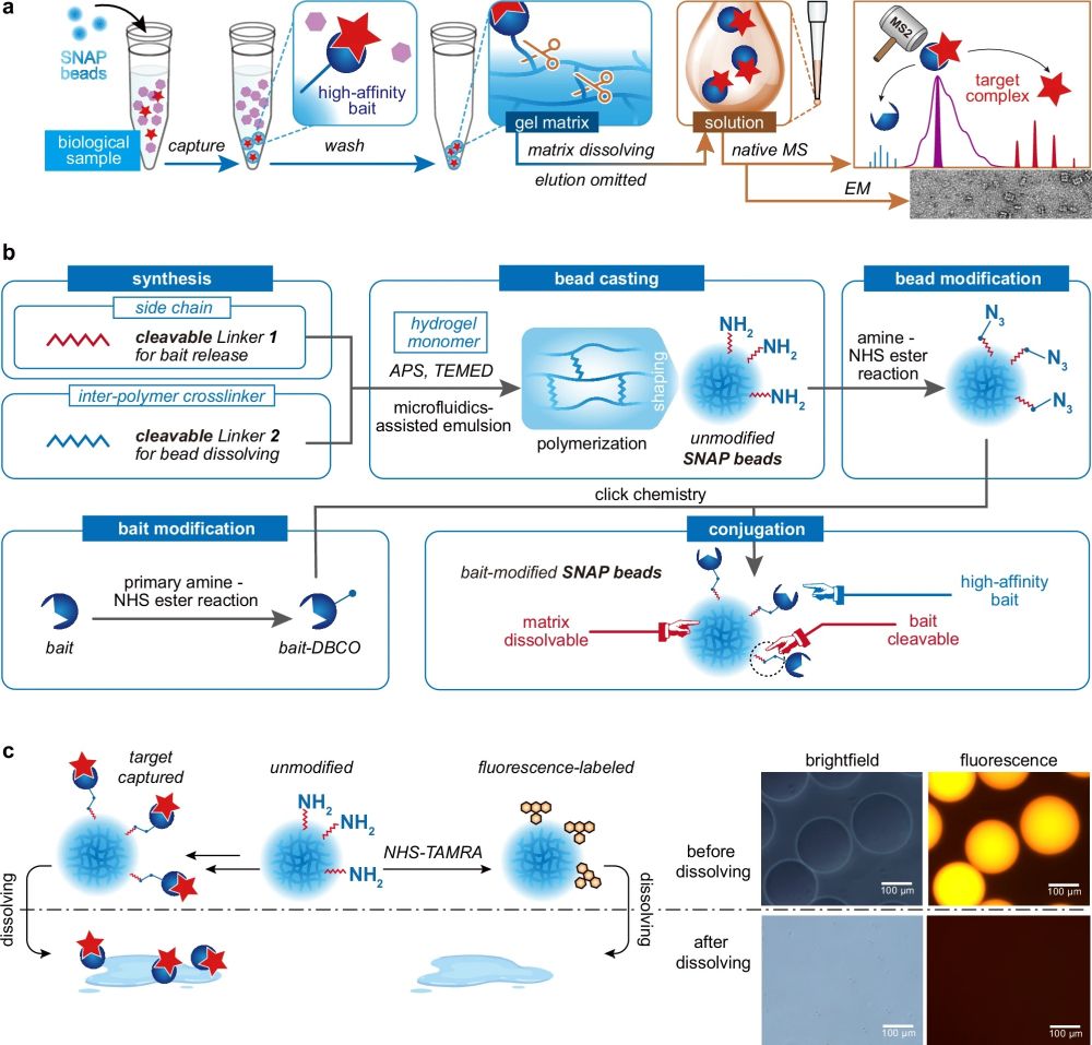 Microfluidically Engineered Hydrogel Beads for Protein Characterization
