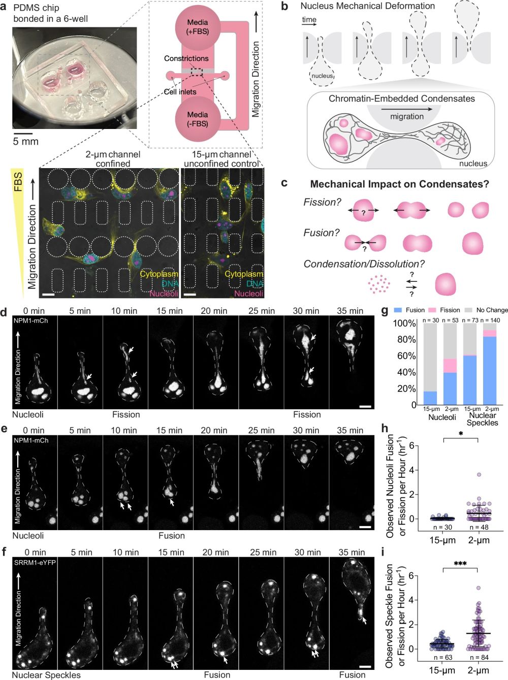 Chromatin Dynamics: Insights From a Microfluidic Assay