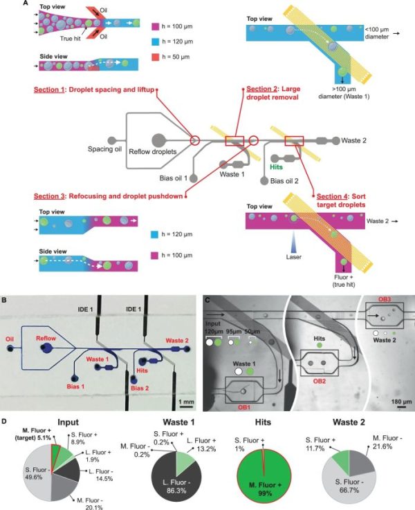 Dual Fluorescence and Size-Based Selection For High-Accuracy Droplet ...