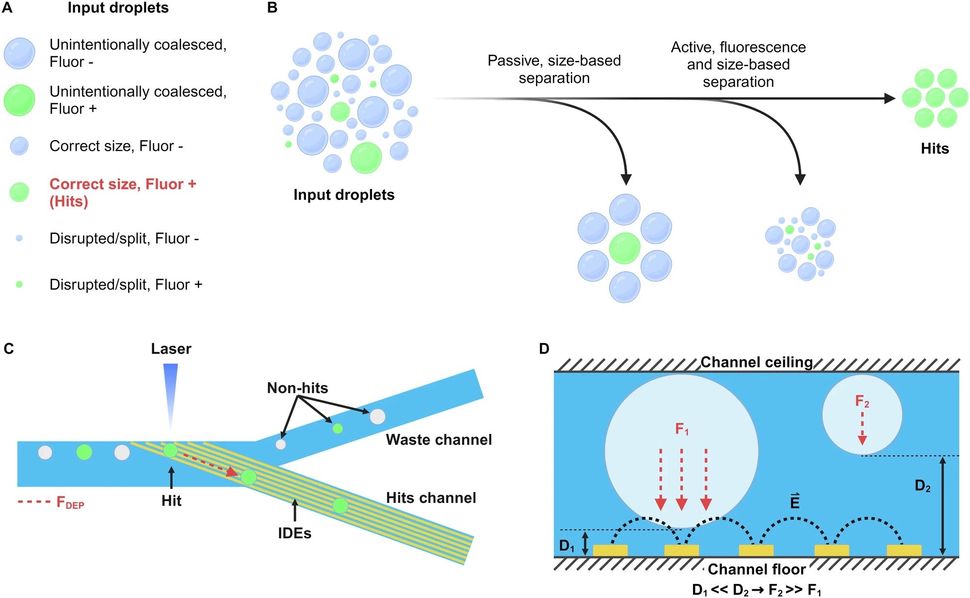 Dual Fluorescence And Size Based Selection For High Accuracy Droplet