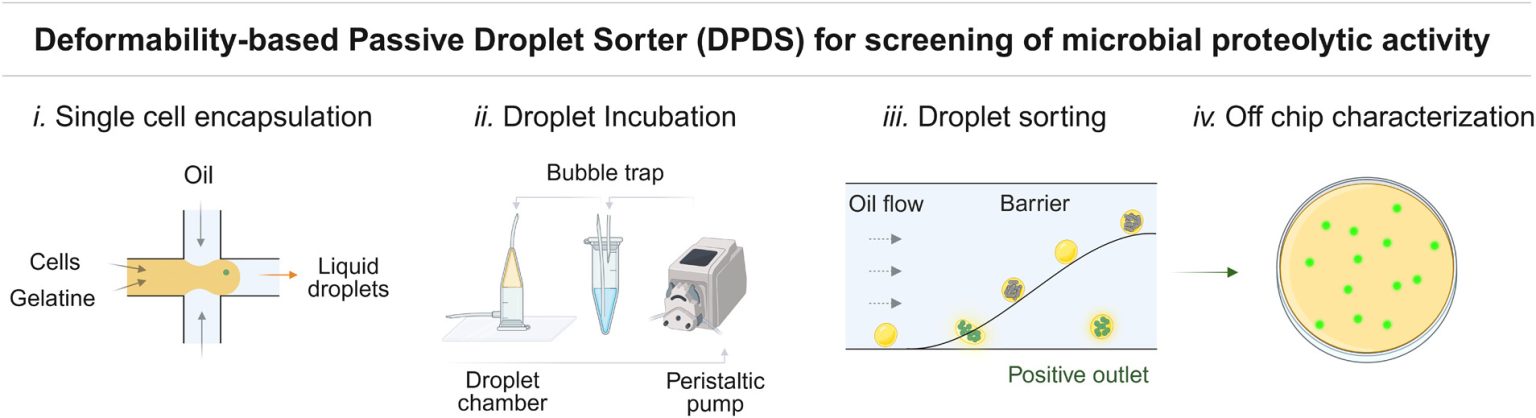 Proteolytic Microorganisms Screening Using Passive Droplet Microfluidics