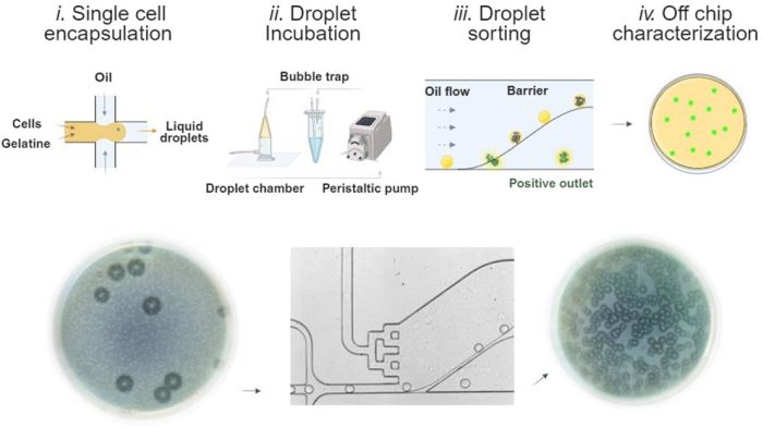 Proteolytic Microorganisms Screening Using Passive Droplet Microfluidics Proteolytic Microorganisms Screening Using Passive Droplet Microfluidics