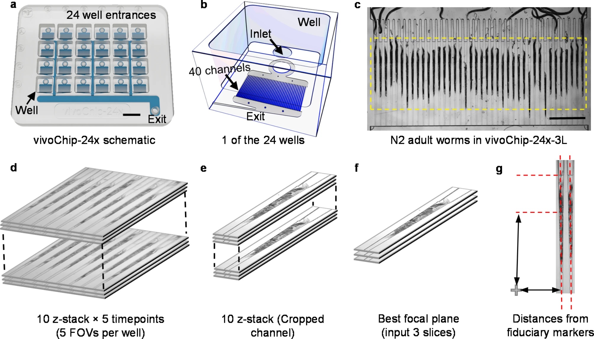 Microfluidic Research on Developmental Toxicity Testing