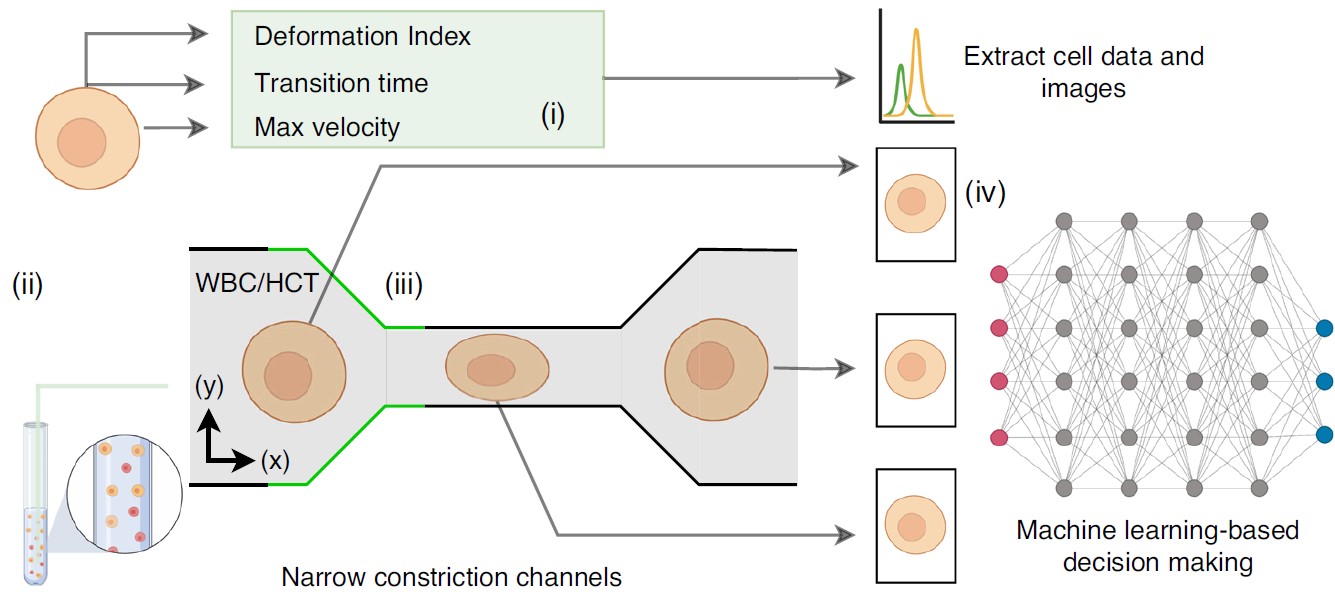 Cell Classification via Mechanical Traits Within Microfluidic Systems