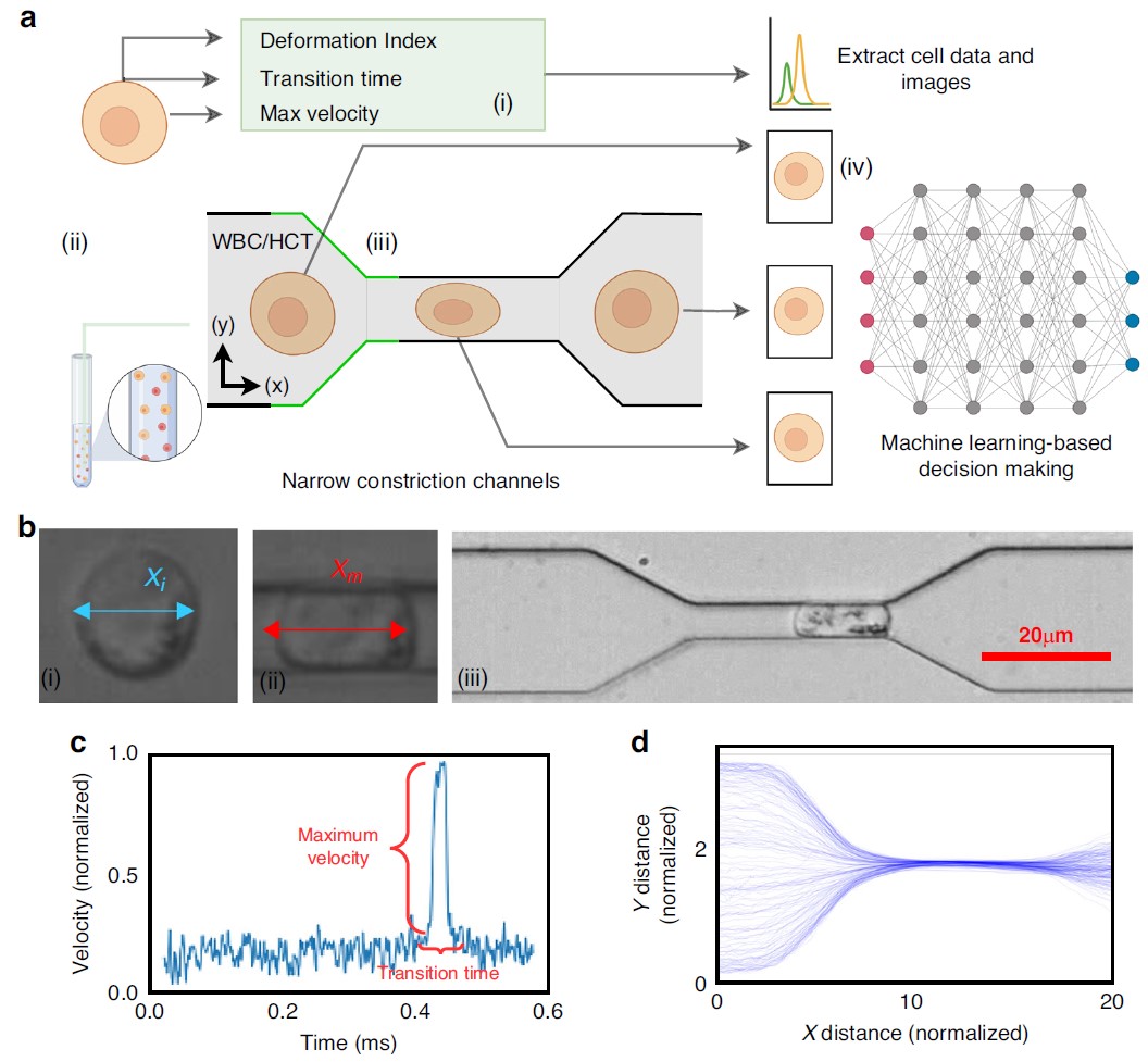 Cell Classification via Mechanical Traits Within Microfluidic Systems
