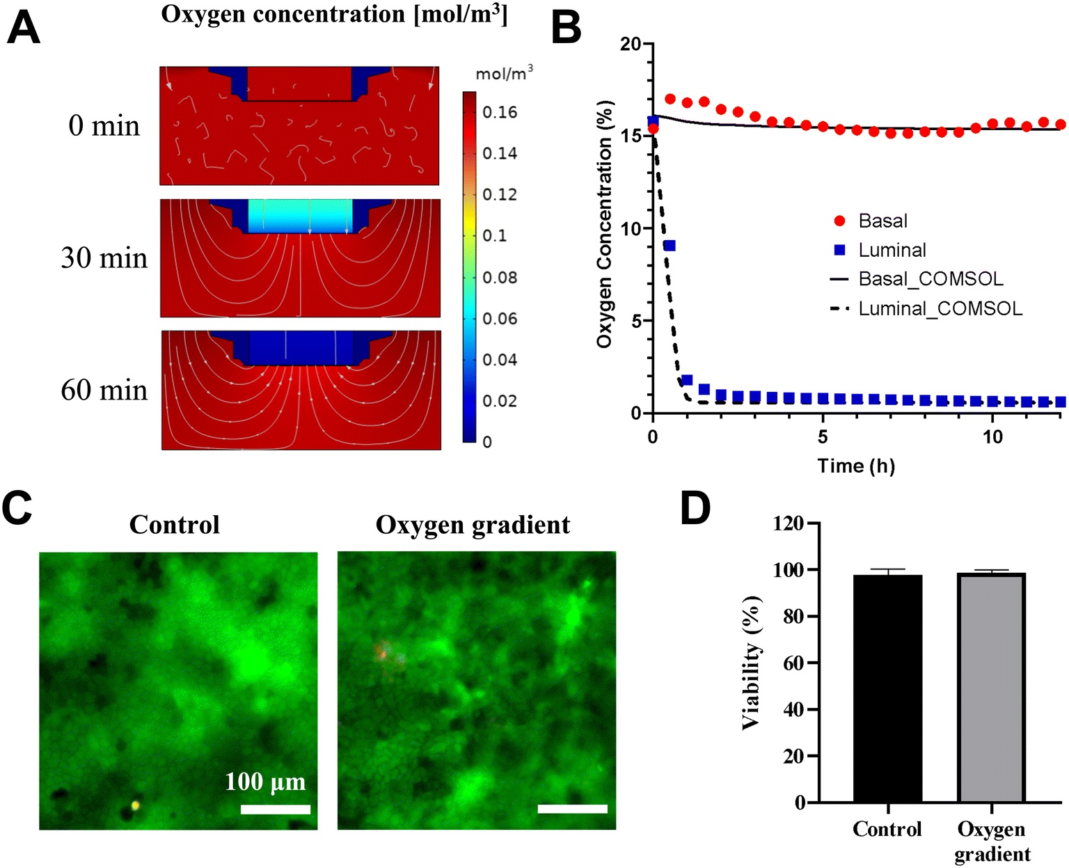 A Microfluidic Chip for Studying Microbe-Induced Skin Inflammation