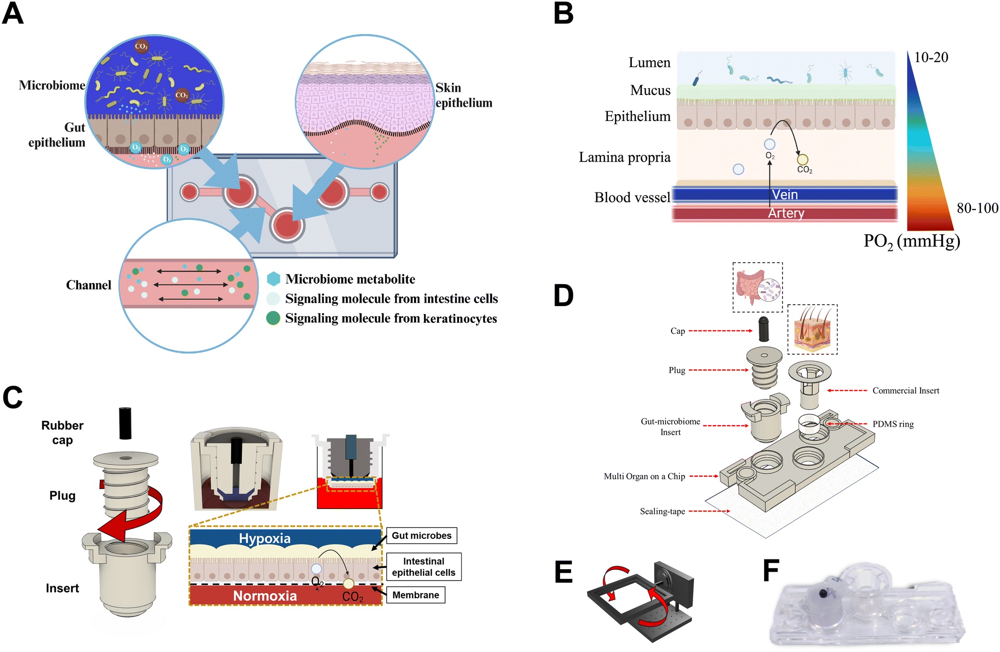 A Microfluidic Chip for Studying Microbe-Induced Skin Inflammation