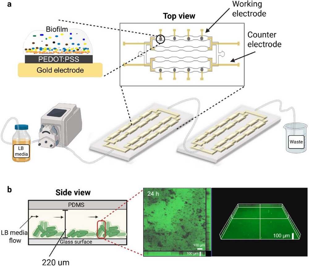 A Modular Microfluidic Platform for Real-Time Biofilm Analysis