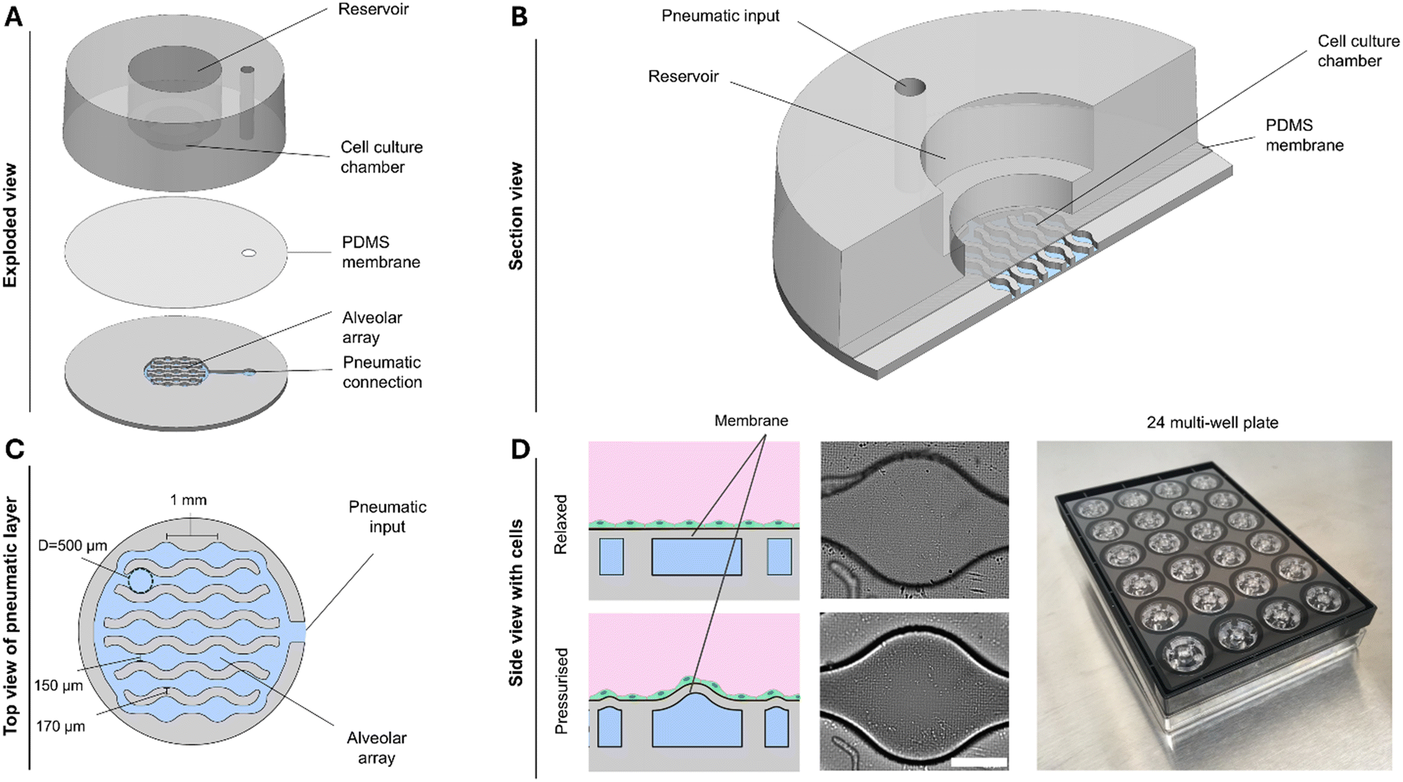 Mimicking Breathing: A Novel Alveoli-on-Chip Model Using Patient ...