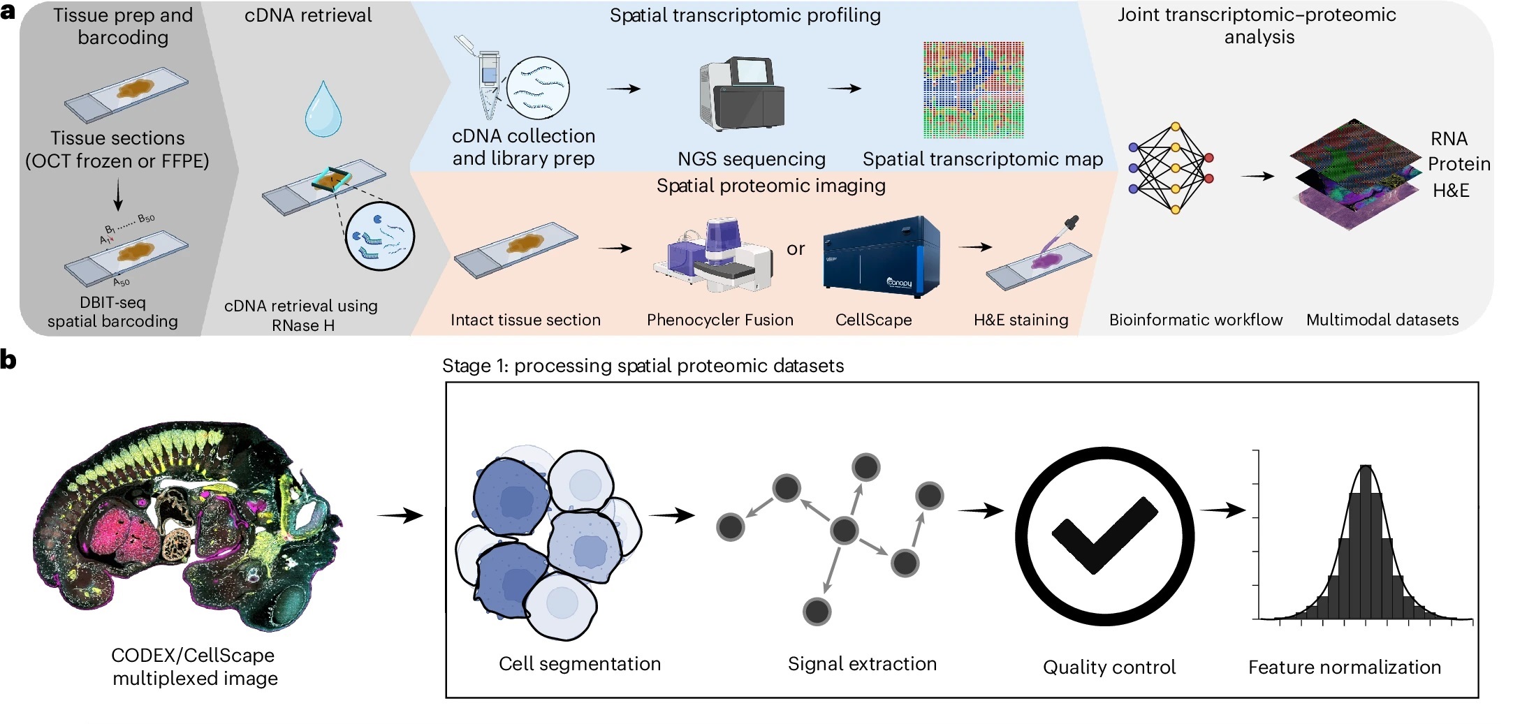 Microfluidic Platform for Automated Organoid Culture and Imaging